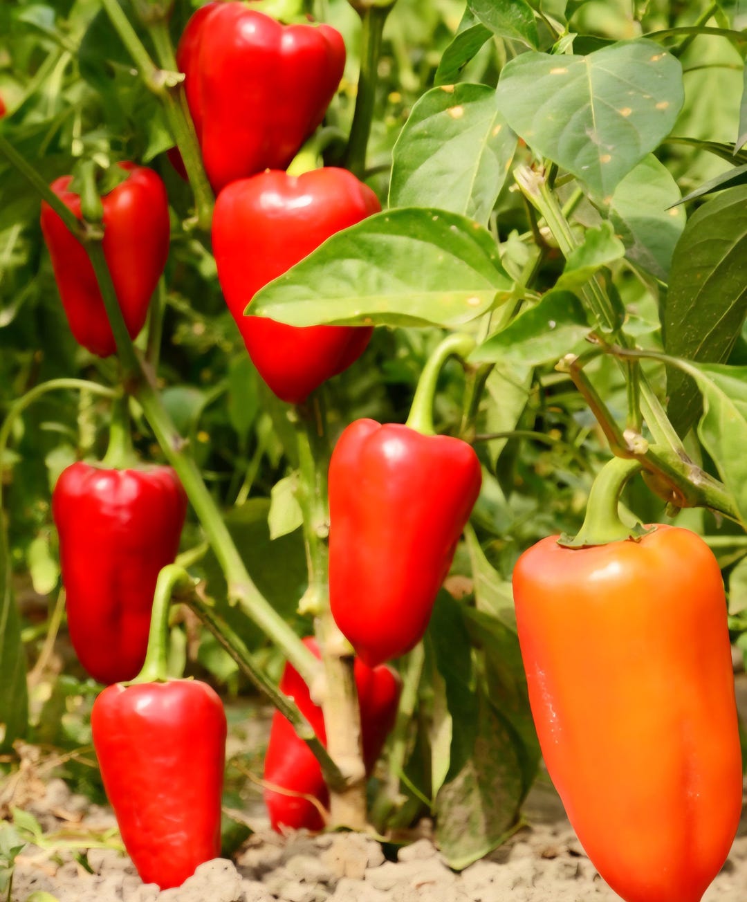 Sweet Mini Pepper Seeds, "lunchbox," Non GMO, Organic, 30+ - Etsy