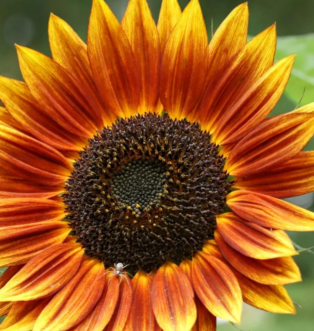 Rare Giant "earthwalker" Sunflower Seeds, Organic, Non GMO, Heirloom ...