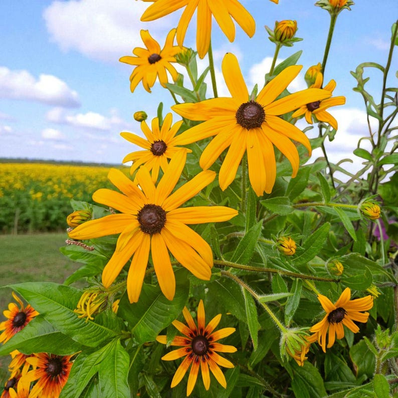 Black Eyed Susan Flower Seeds, Rustic Mix, Heirloom, Perennial, Non GMO ...