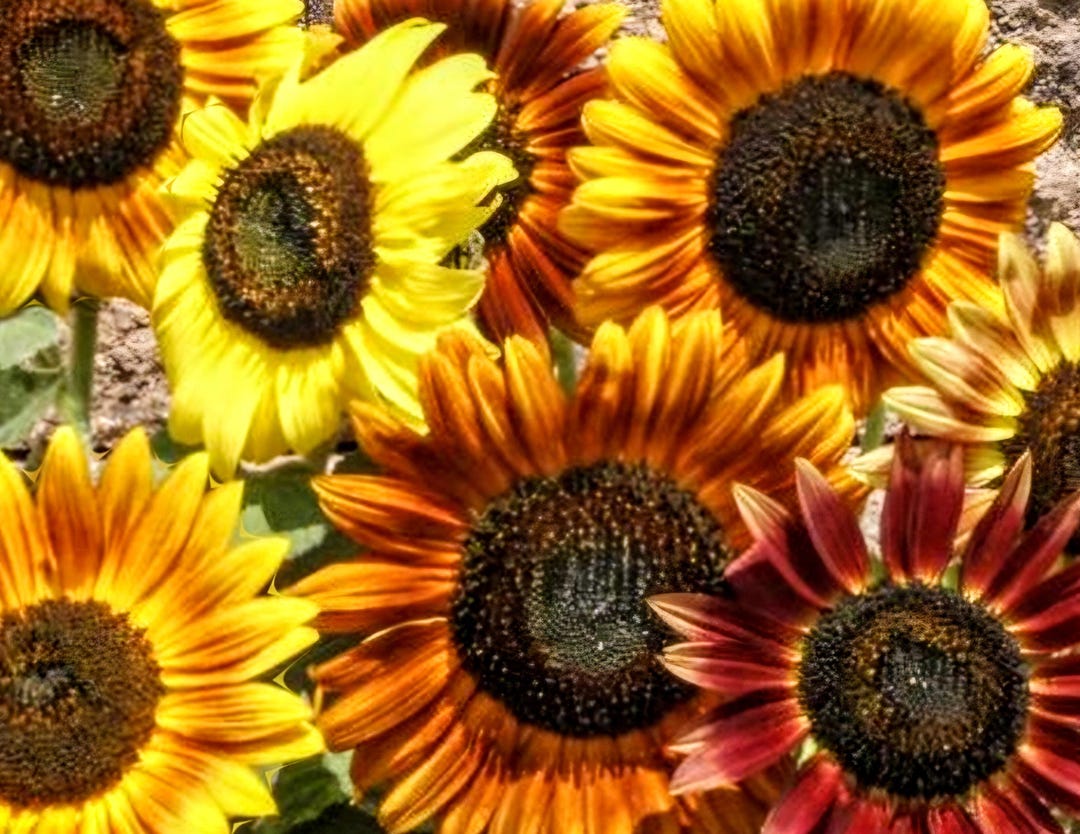Sunflower Seeds, Mixed Pack, Organic, Non GMO, 30+ - Etsy