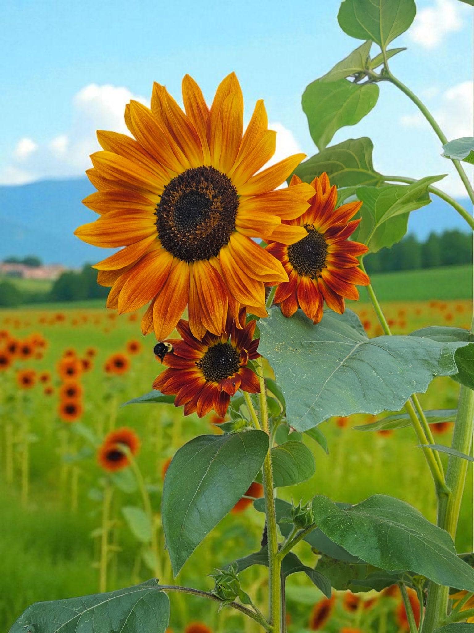 Rare Giant "earthwalker" Sunflower Seeds, Organic, Non GMO, Heirloom ...
