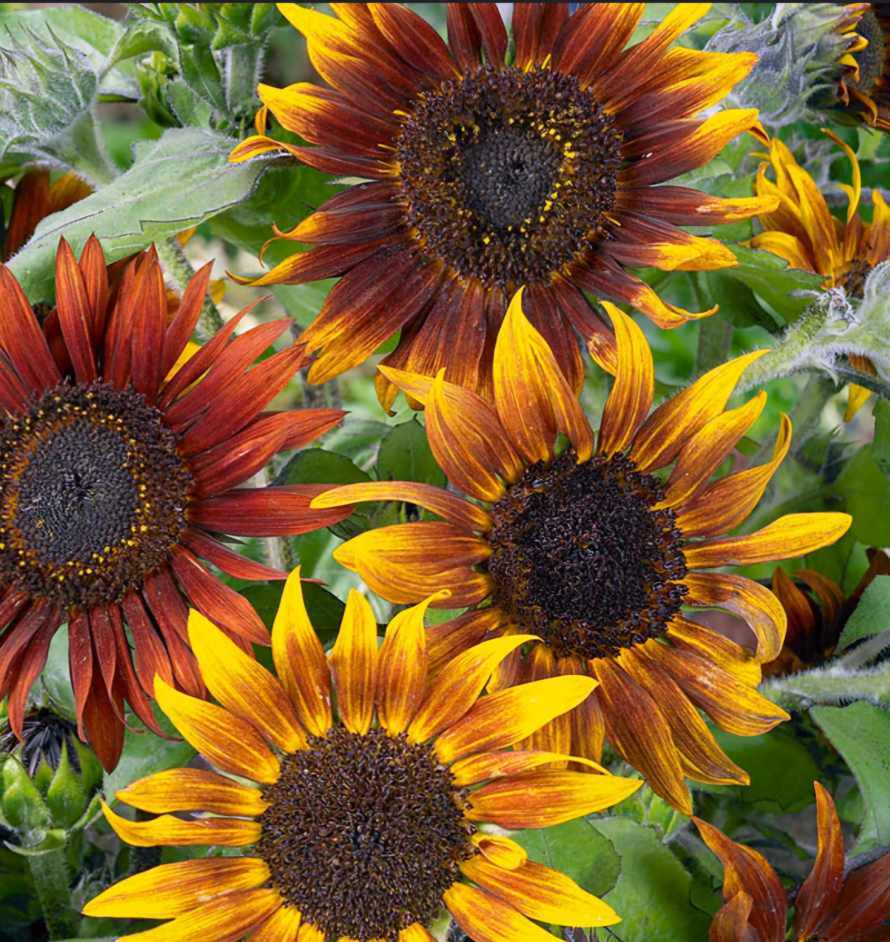 Rare Giant "earthwalker" Sunflower Seeds, Organic, Non GMO, Heirloom ...