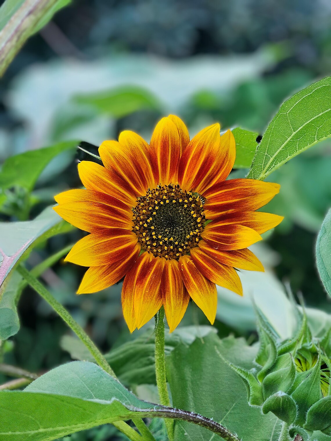Rare Giant "earthwalker" Sunflower Seeds, Organic, Non GMO, Heirloom ...