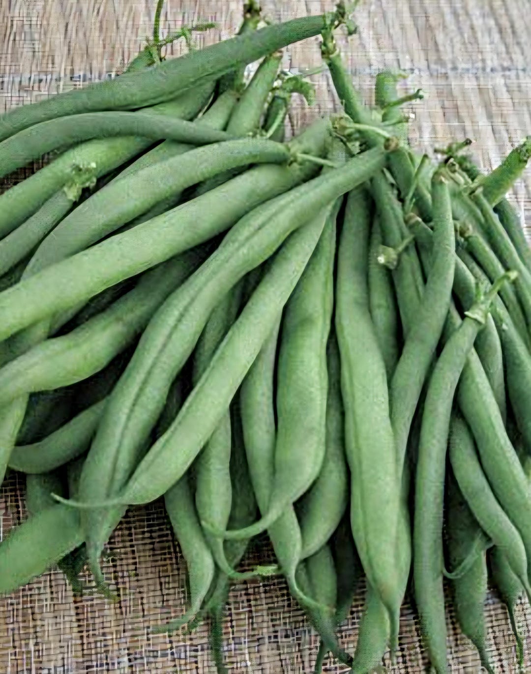 Green Bean Seeds, Blue Lake, Stringless, Organic, Non GMO, 25+ - Etsy