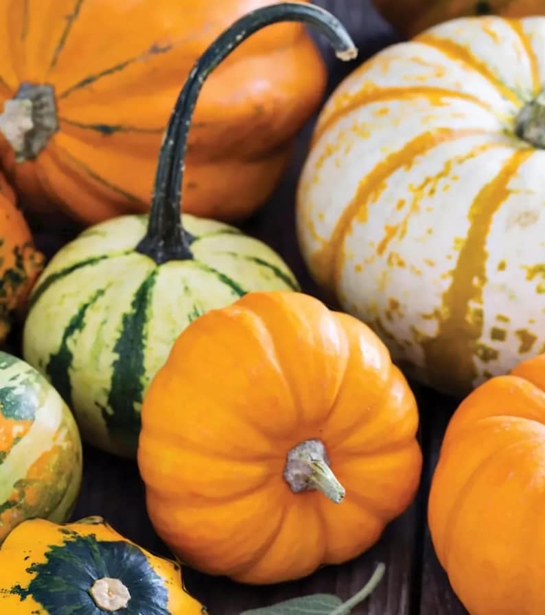 Mixed Pumpkin Seeds, Over 20 Different Types of Pumpkins, Non GMO ...