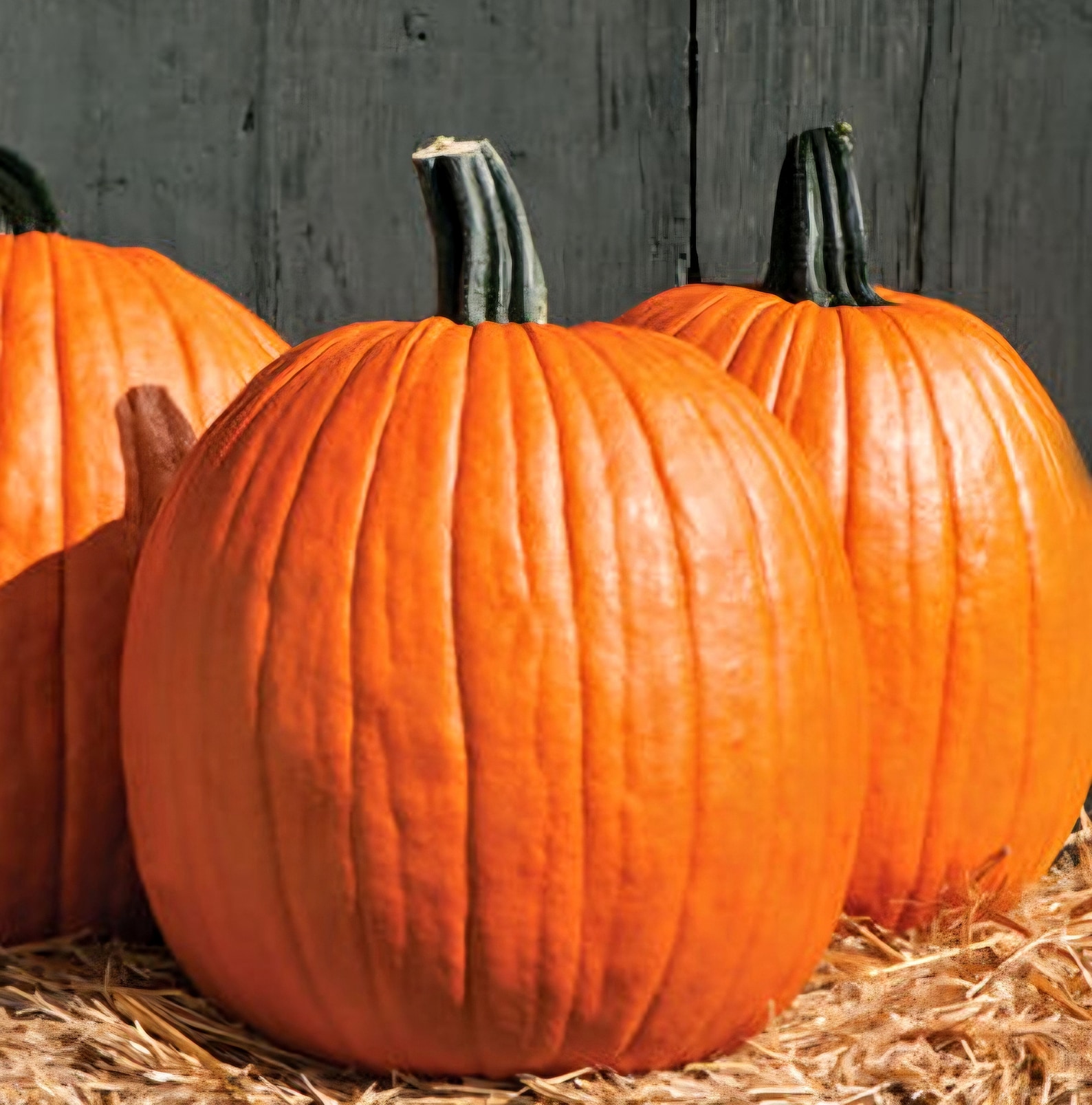 Jack O Lantern Pumpkin Seeds, Non GMO, Heirloom, Organic, 10+ - Etsy
