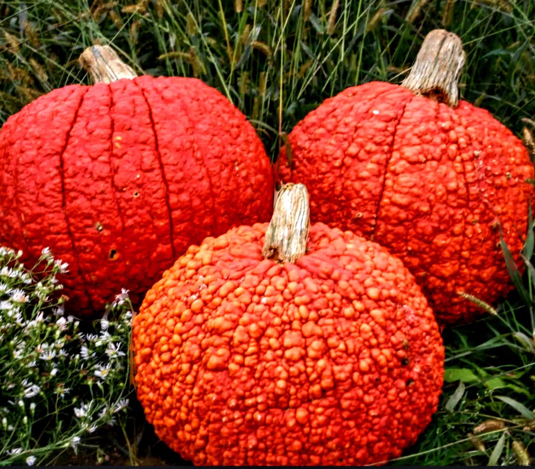 Pumpkin Seeds, Rare "red Warty Thing," Heirloom, Organic, Non GMO - Etsy