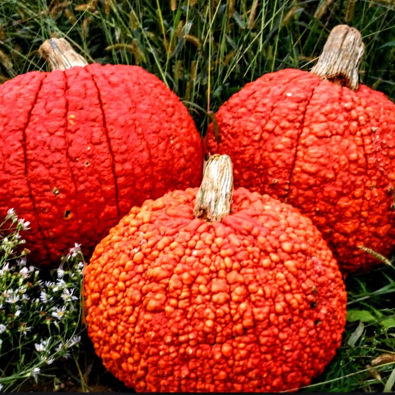 The Thing Pumpkin - Etsy