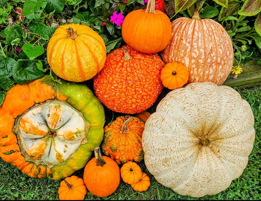 Mixed Pumpkin Seeds, Over 20 Different Types of Pumpkins, Non GMO ...