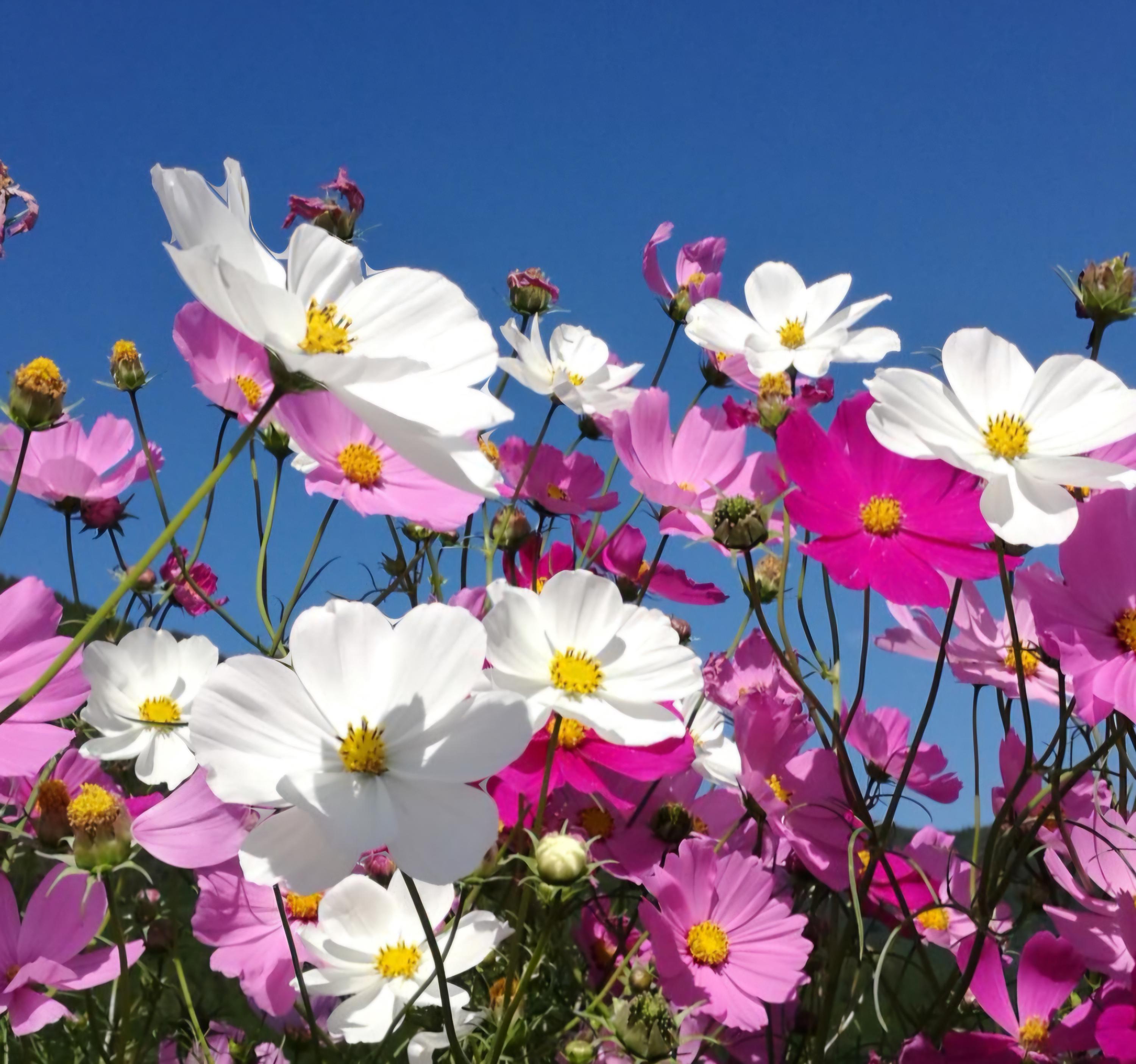 Cosmos, Sensation Mix, Organic, Non GMO, 250+ - Etsy