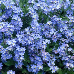 Forget Me Not Seeds, Blue, Perennial, Organic, Non GMO, 600+ - Etsy