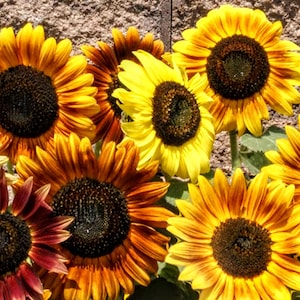 Sunflower Seeds, Mixed Pack, Organic, Non GMO, 30+ - Etsy