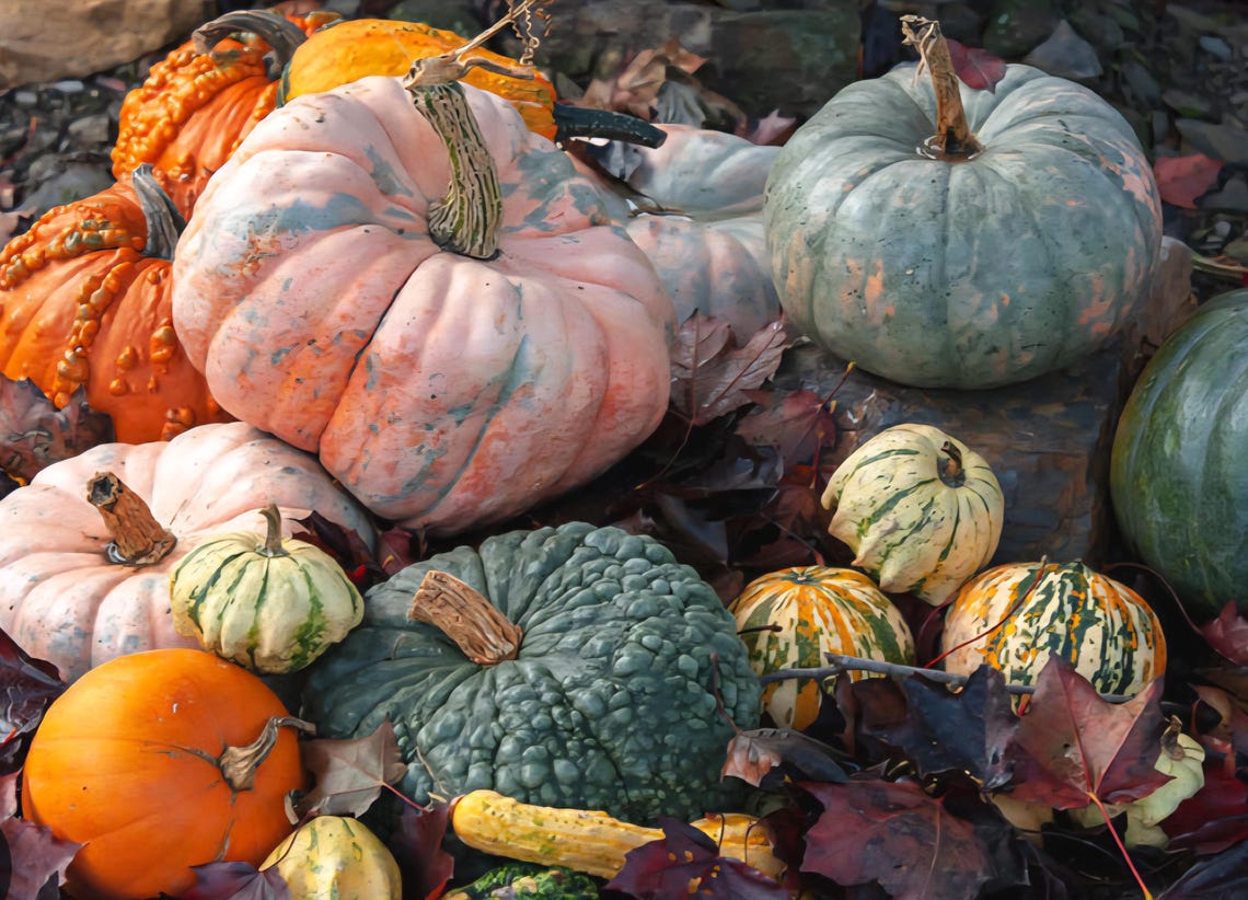 Mixed Pumpkin Seeds, Over 20 Different Types of Pumpkins, Non GMO ...