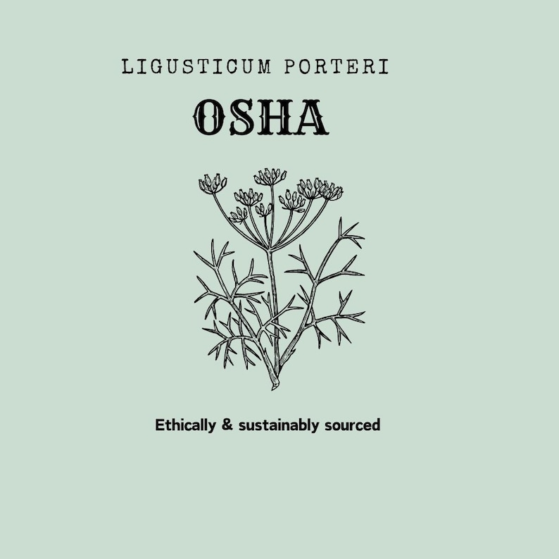 Osha Root 1lb Ligusticum Porteri Ethically Wildcrafted Sustainably ...