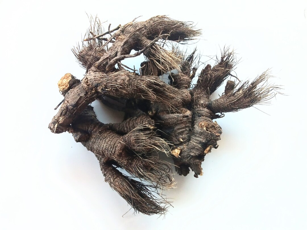 Osha Root | Sustainably Sourced | Ethically Wildcrafted Ligusticum ...