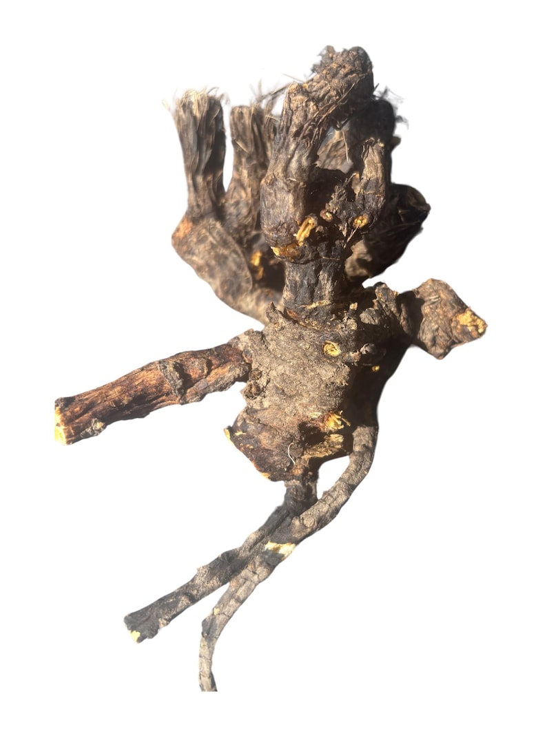 Osha Root 1lb Ligusticum Porteri Ethically Wildcrafted Sustainably ...