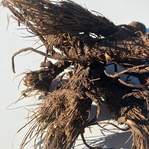 Osha Root 1lb Ligusticum Porteri Ethically Wildcrafted Sustainably ...