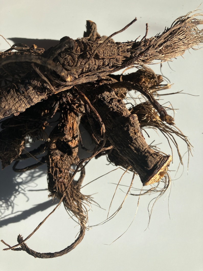 Osha Root 1lb Ligusticum Porteri Ethically Wildcrafted - Etsy