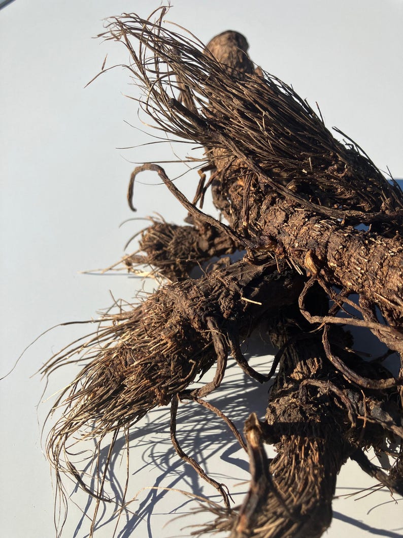 Osha Root 1lb Ligusticum Porteri Ethically Wildcrafted Sustainably ...