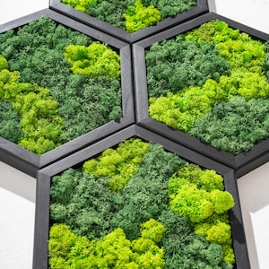 Hexagon Moss Wall Art Moss Wall Decor Preserved Moss Art Framed Moss ...
