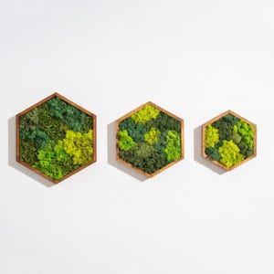 Hexagon Moss Wall Art Moss Wall Decor Preserved Moss Art Framed Moss ...