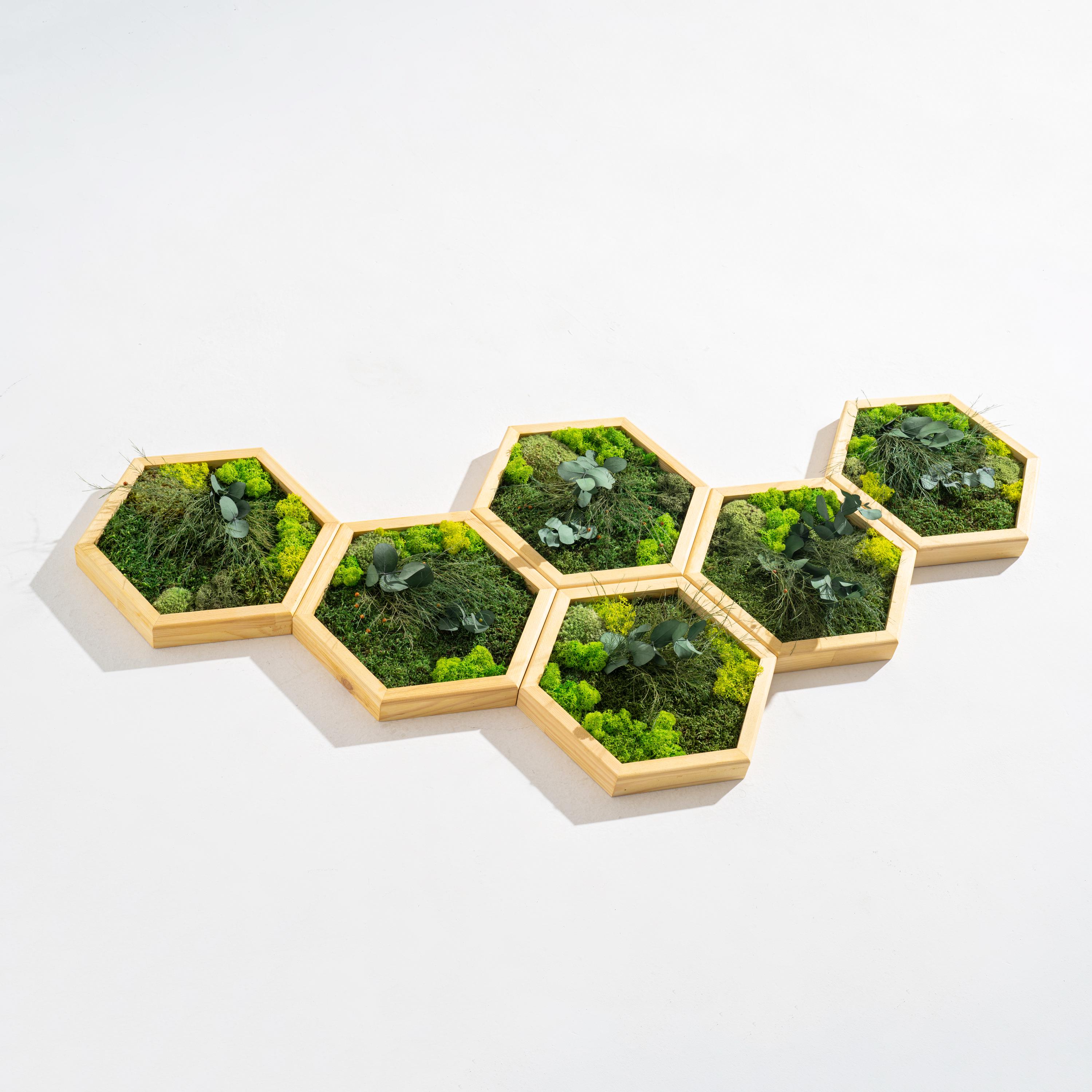 Hexagon Moss Wall Art Moss Wall Decor Preserved Moss Art Framed Moss ...