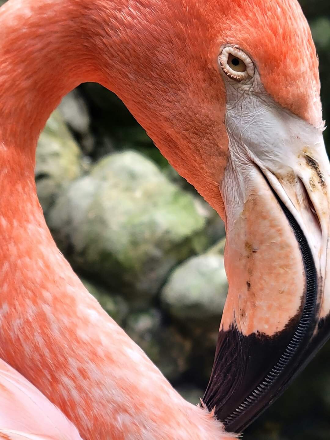 Birds Nature Photography Instant Digital Download - Etsy