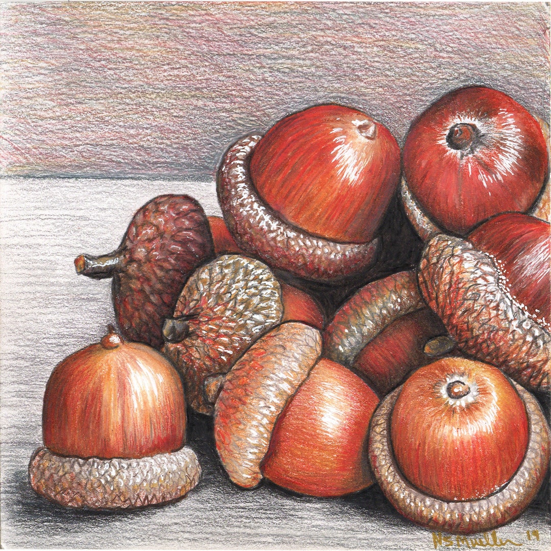 DIGITAL Art Print of Acorns Drawing- Digital Download, Original Colored ...