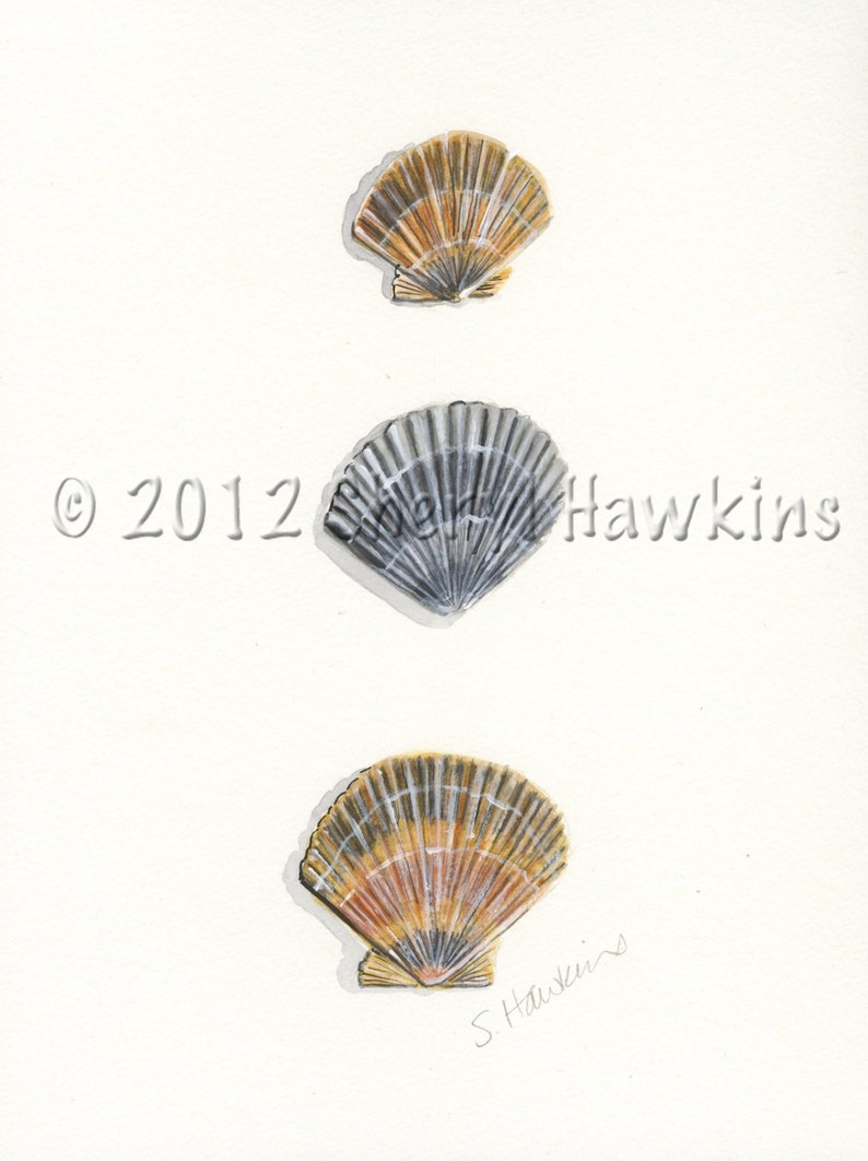 Watercolor Painting Scallop Shell Trio- Original Watercolor by Sheryl ...