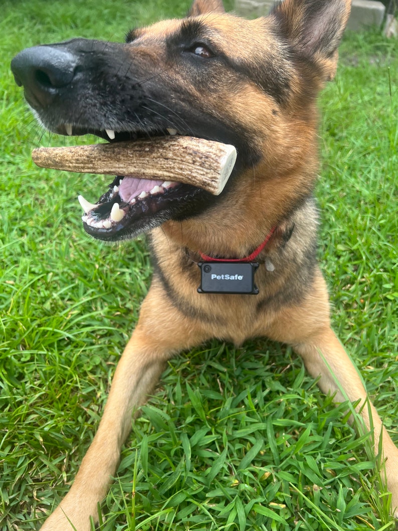 LARGE Elk/red Stag Antler Dog Chew. Deer Antler for Dogs. - Etsy