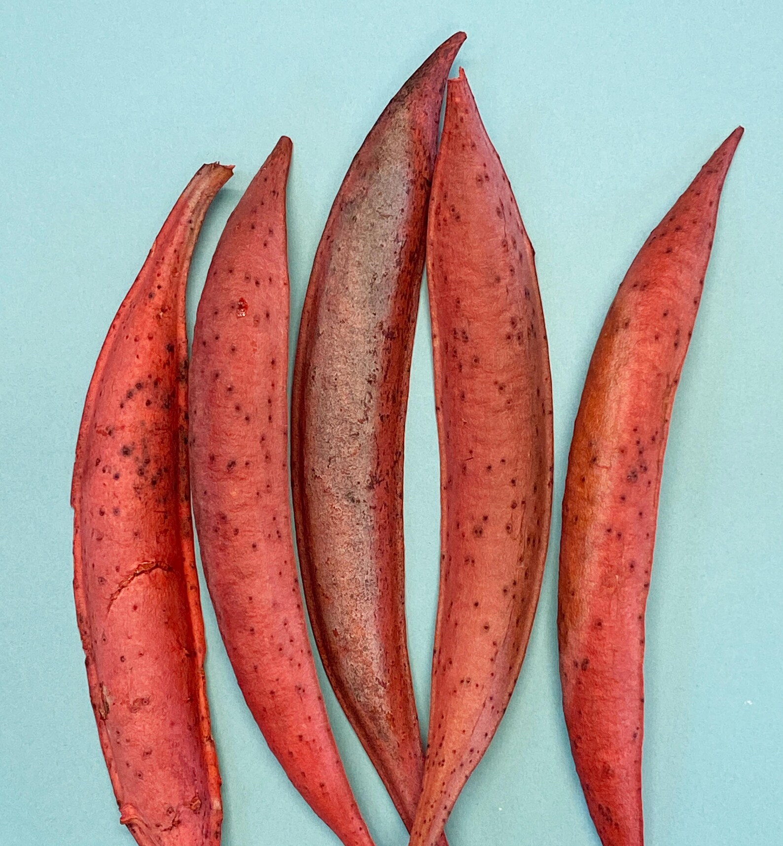 5 Coral Trumpet Vine Seed Pods - Craft Supplies - Art Supplies ...