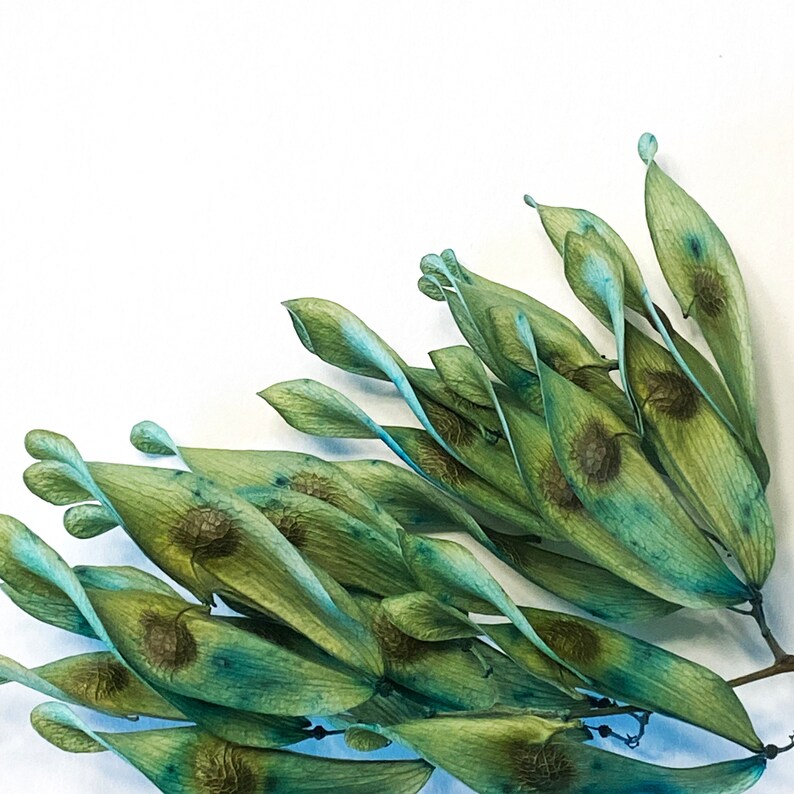 Blue Tree of Heaven Seed Pod Clusters Art Supply Home Decor Natural ...
