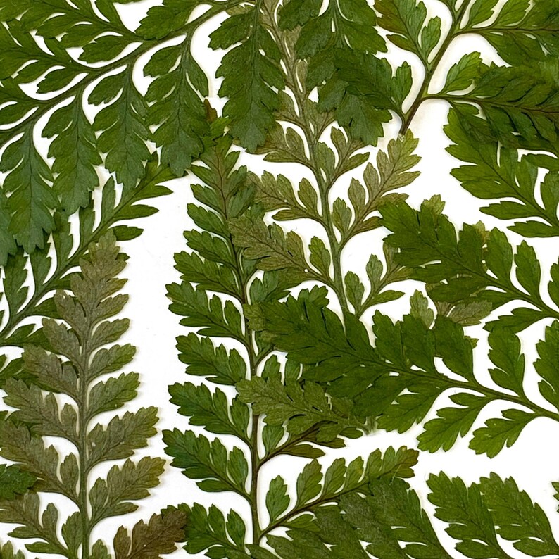 10 Beautiful Pressed Fern Leaves - Art Supply - Craft Supply ...