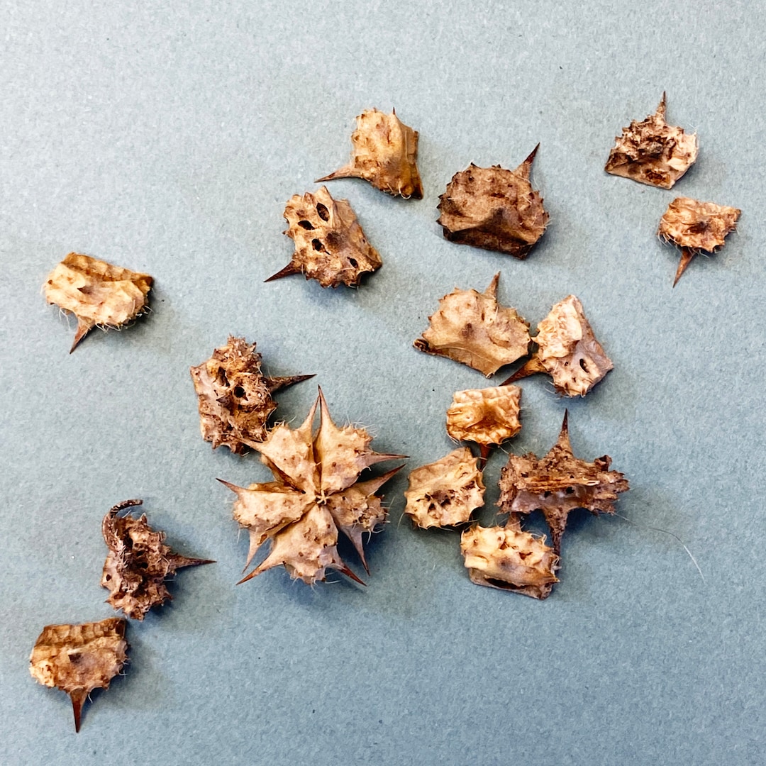 Real Goat Head Seed Pods - Natural Material - Art and Craft Supply - Etsy