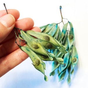 Blue Tree of Heaven Seed Pod Clusters Art Supply Home Decor Natural ...