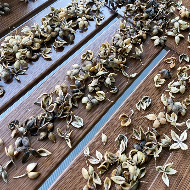 Light Blue Cottonwood Tree Seed Pod Clusters - Art Supply - Home Decor ...