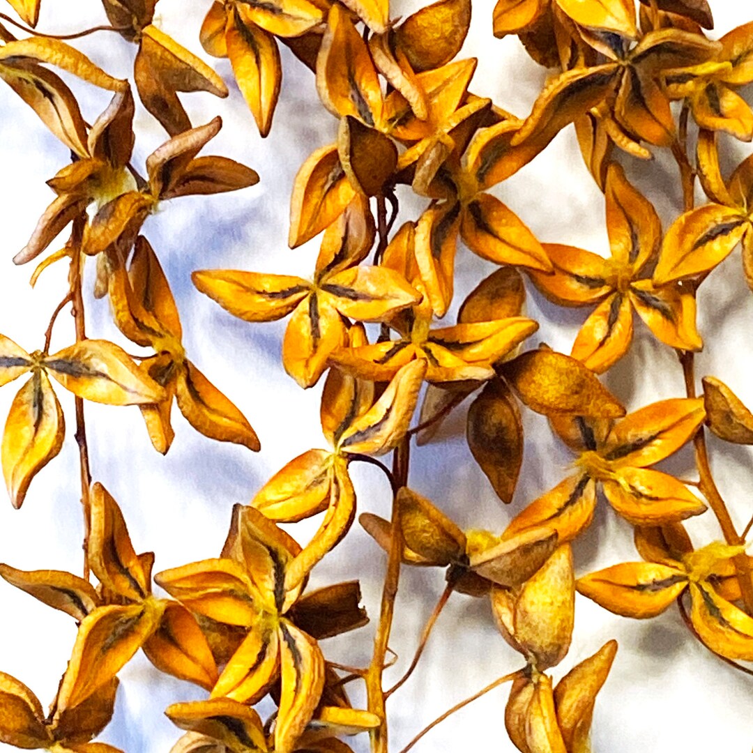 Orange Cottonwood Tree Seed Pod Clusters - Art Supply - Home Decor ...