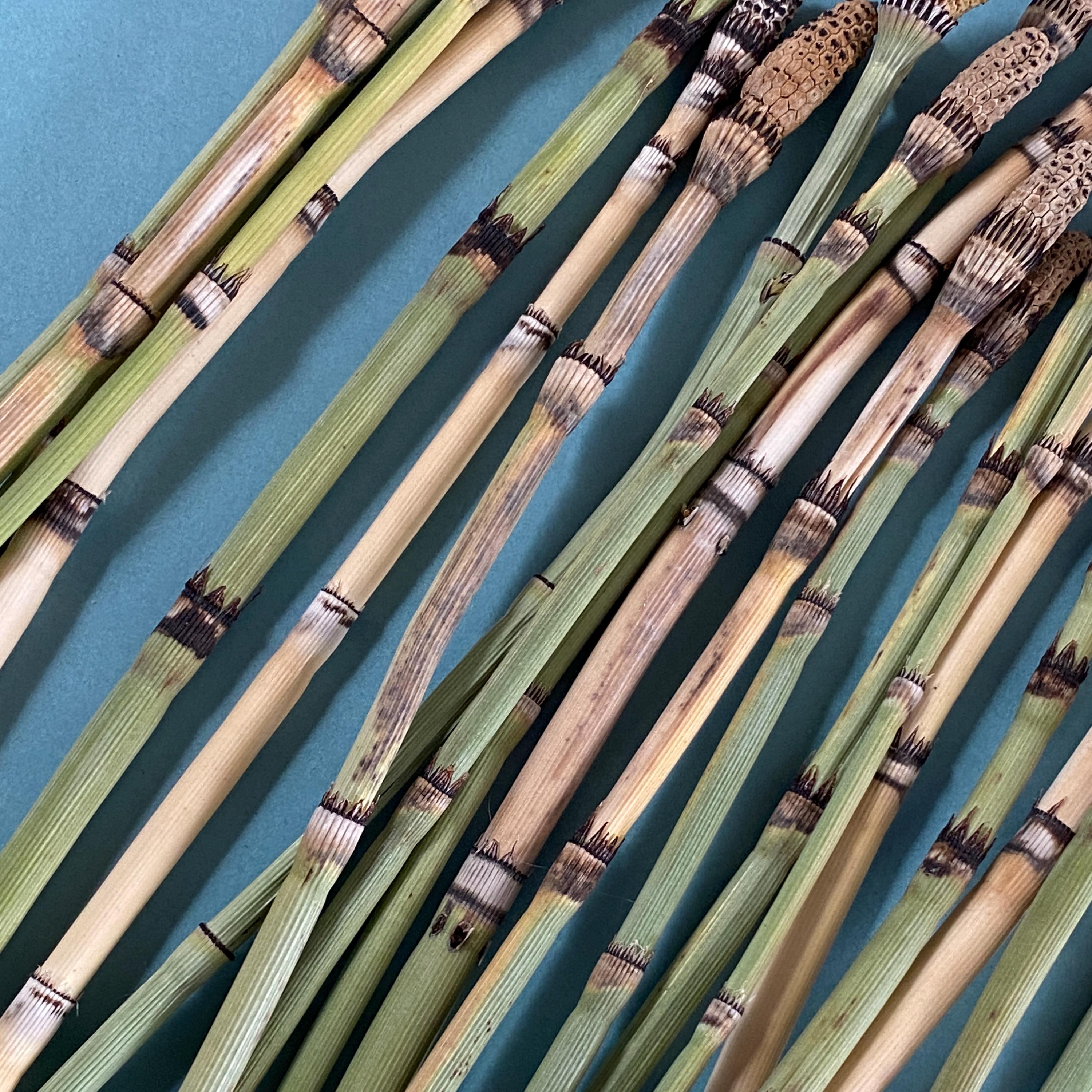 20 Horse Reed Seed Pods - Natural Materials - Craft Supplies - Art ...