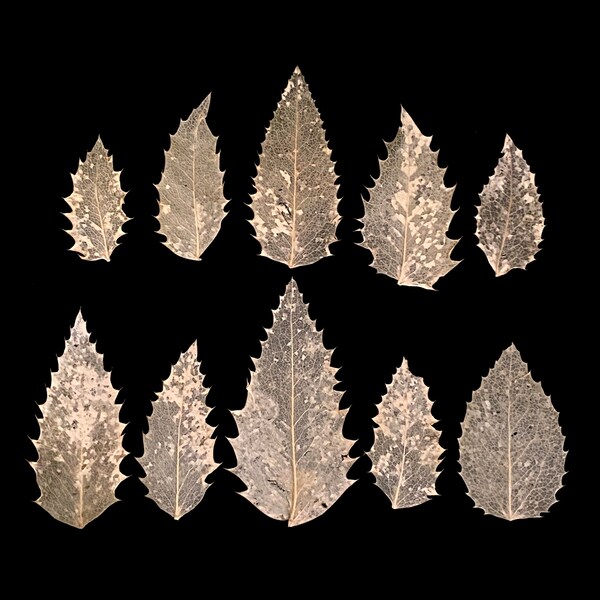 Skeleton Leaf Art - Etsy