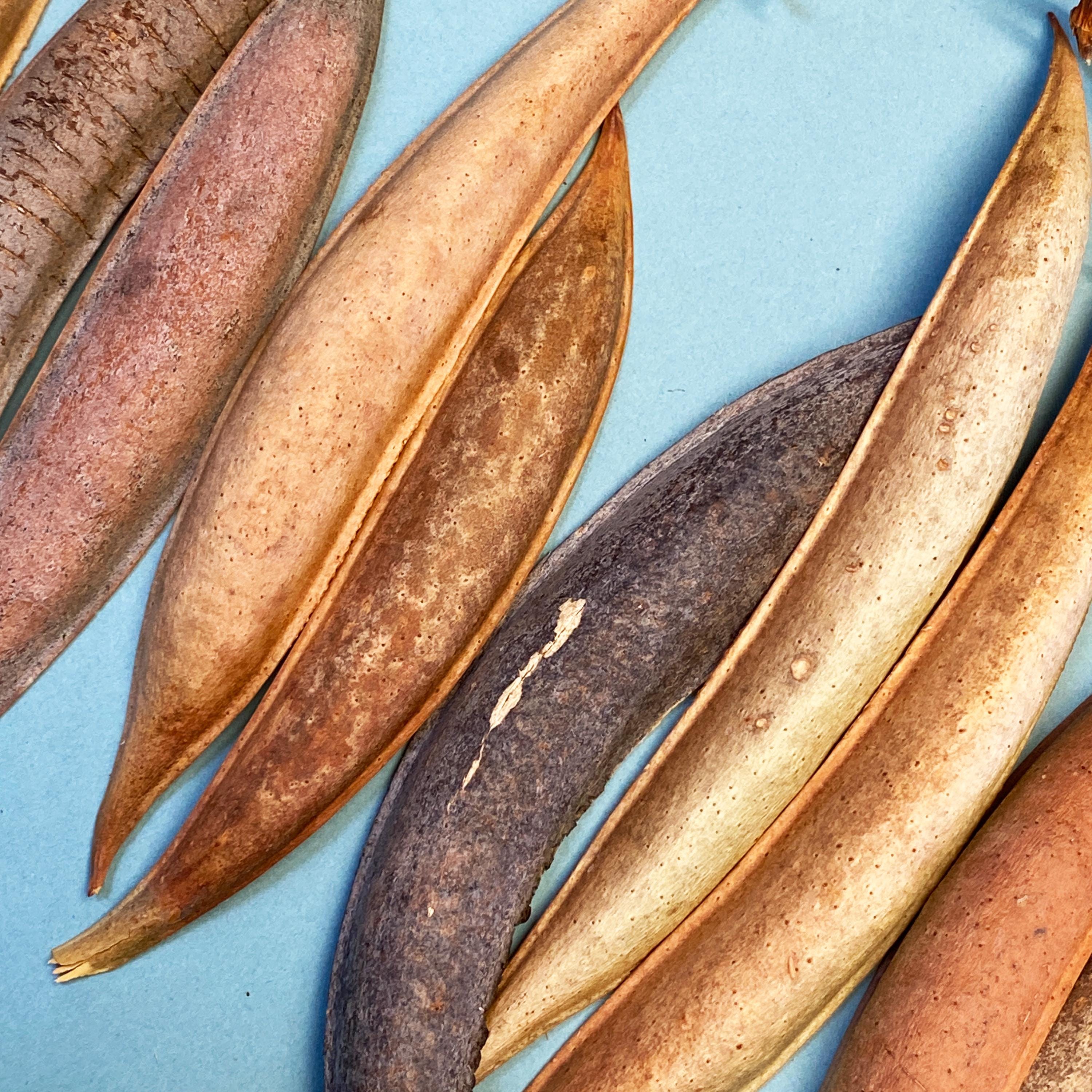 10 Small Trumpet Vine Seed Pods Craft Supplies Art Supplies Natural ...