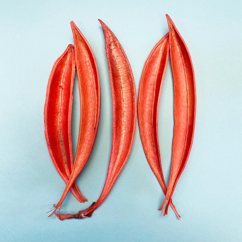 5 Coral Trumpet Vine Seed Pods Craft Supplies Art Supplies Natural ...