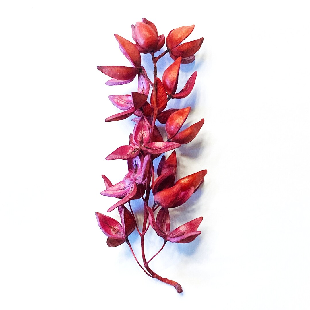 Magenta Pink Cottonwood Tree Seed Pod Clusters - Art Supply - Home ...