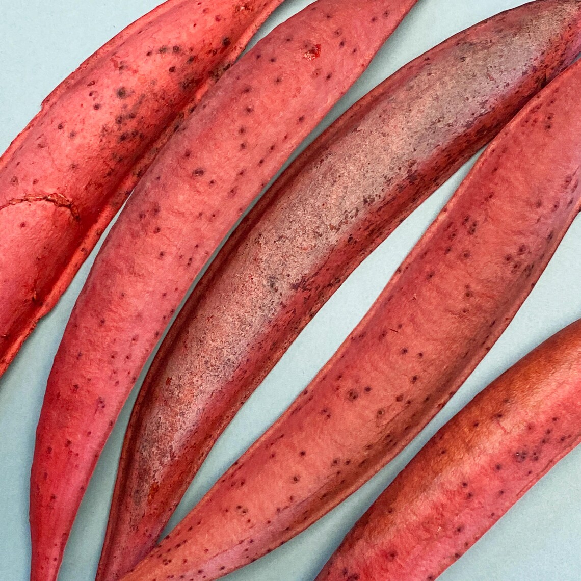 5 Coral Trumpet Vine Seed Pods - Craft Supplies - Art Supplies ...