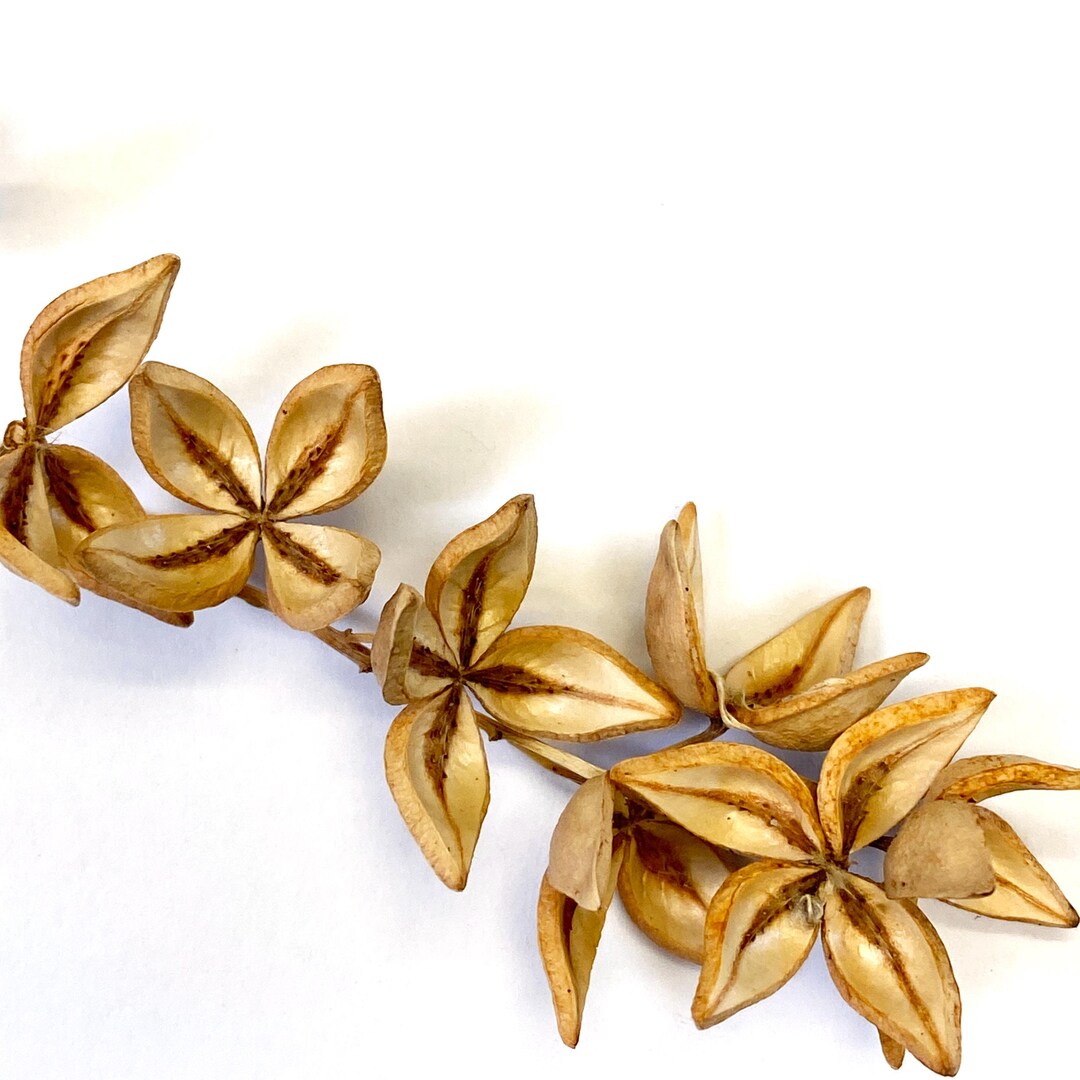 6 Natural Cottonwood Tree Seed Pod Clusters Art Supply Home Decor ...