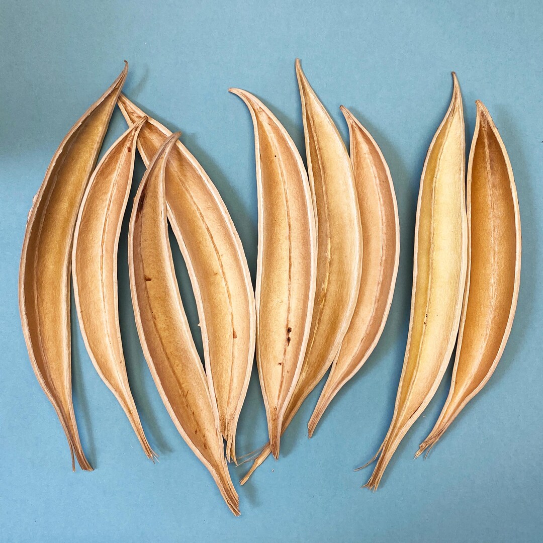 12 Natural Trumpet Vine Seed Pods - Natural Materials - Floral Supplies ...