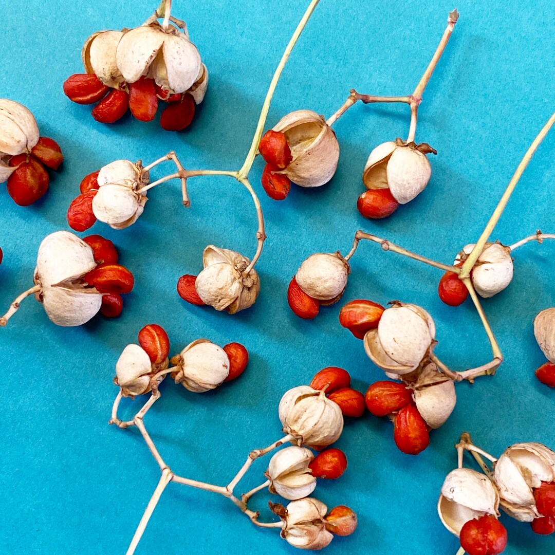 Stunning Burning Bush Seed Pods - Natural Material - Dried Seed Pods ...