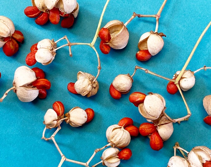 Stunning Burning Bush Seed Pods - Natural Material - Dried Seed Pods ...