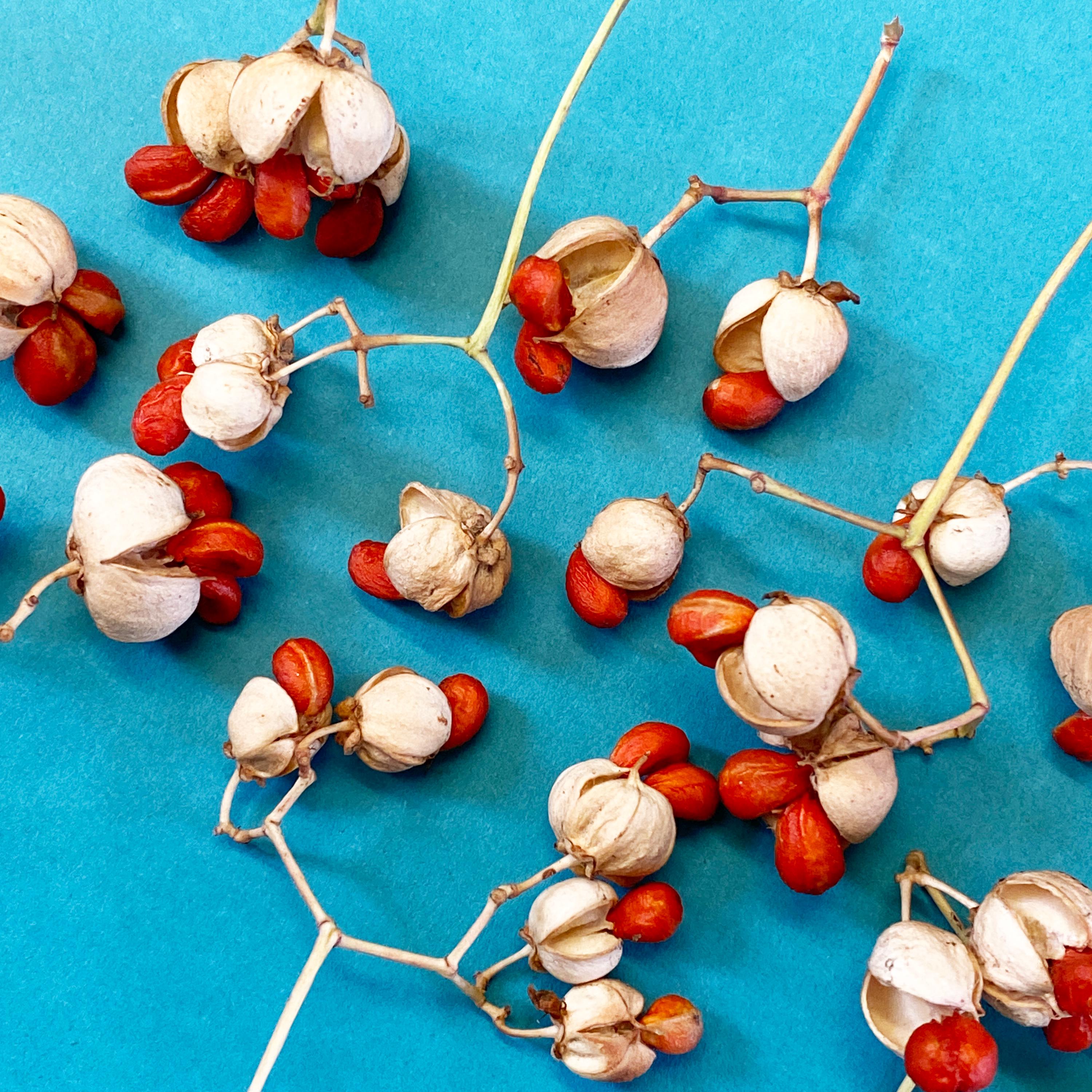 Stunning Burning Bush Seed Pods - Natural Material - Dried Seed Pods ...