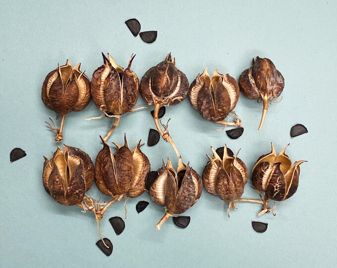 10 Beautiful Red Yucca Seed Pods - Unique Seed Pods - Desert Seed Pods ...