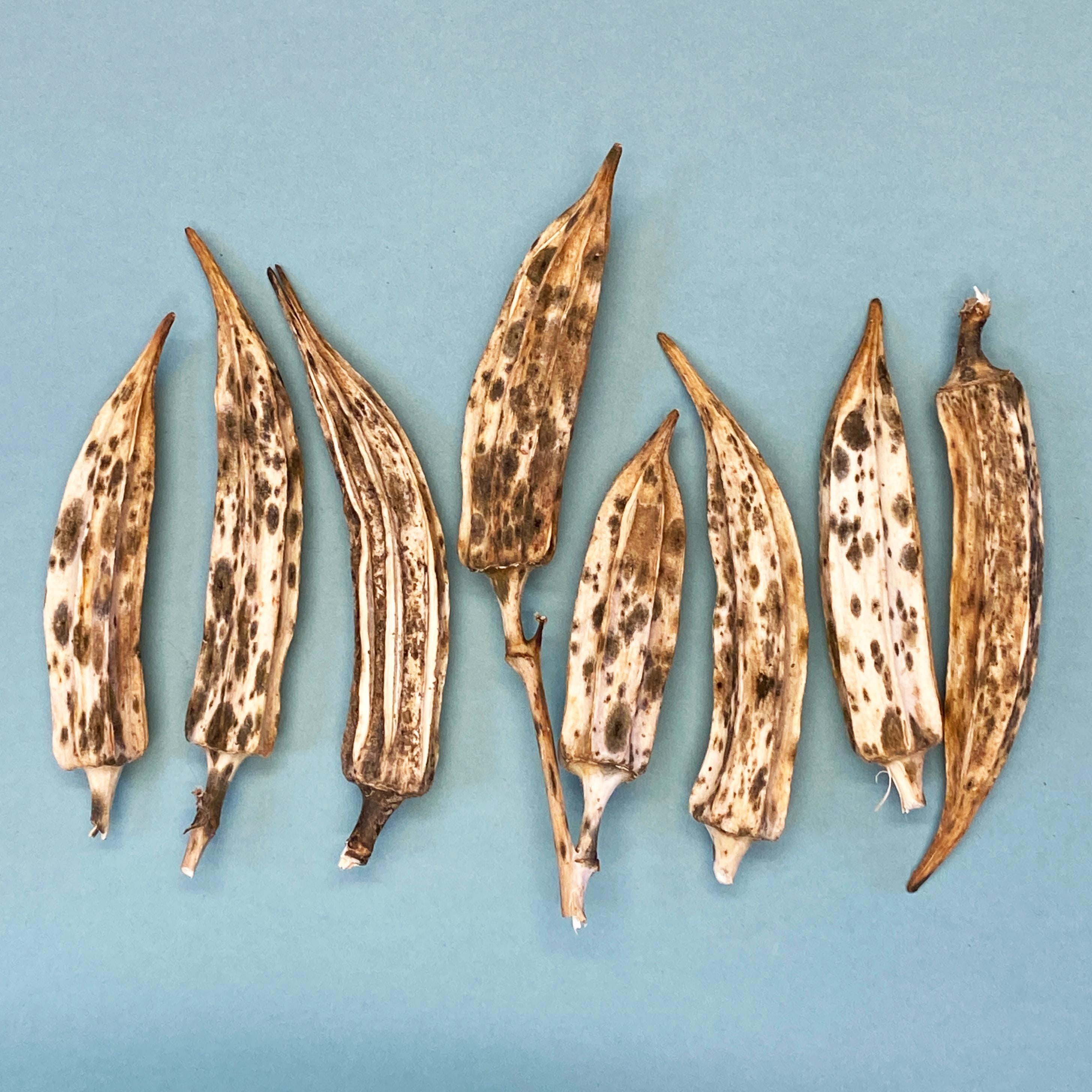 8 Spotted Okra Seed Pods - Home Decor - Art Supplies - Craft Supplies ...